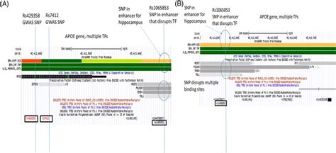 Genome Browser View Of The Of The Apolipoprotein E Apoe Locus The