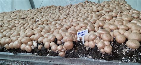 Development Of Peat Free Casing Soils For Mushroom Cultivation Umdis