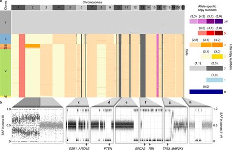 Chisel Reliably Identifies Allele Specific Copy Numbers A
