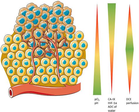 Potential Cellular Targets For Hypoxia Imaging Po2 And Ph Are Closely