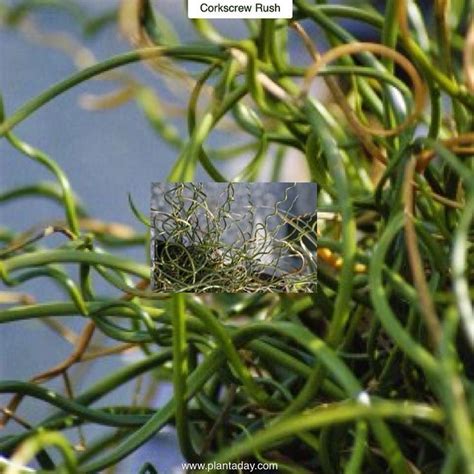 Corkscrew Rush Juncus Effusus Spiralis Perennial Plant