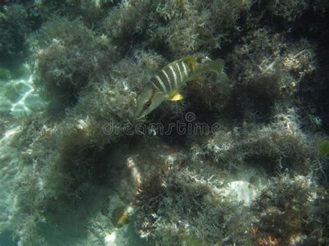 Schoolmaster Snapper Stock Image Image Of Sealife Undefined 352455661