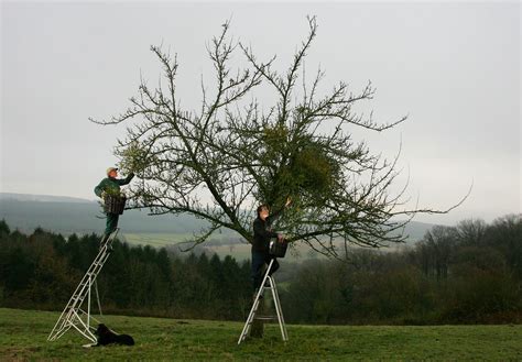 Mistletoe Plantlife