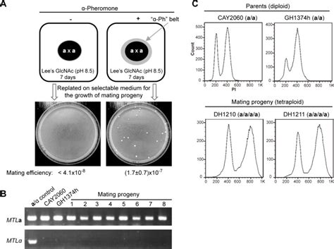A Coupled Process Of Same And Opposite Sex Mating Generates Polyploidy