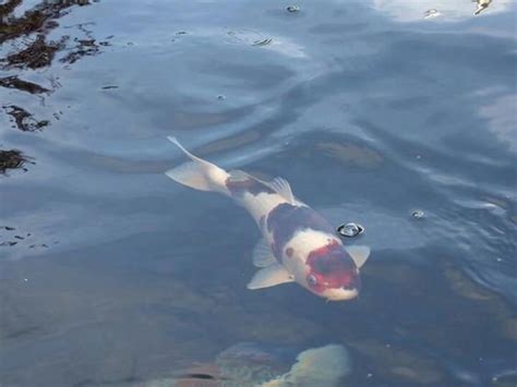 Ikan Koi Goromo Koi Unik Dengan Corak Ungu Tua Mirip Anggur Agro Koi Farm
