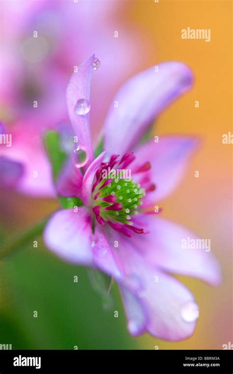 Hepatica Nobilis Var Japonica F Magna Schreber Hepatica Alpine Plant