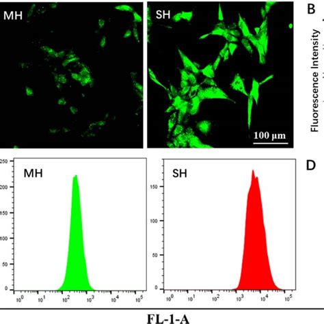 Verification Of Intracellular Oxygen Gradients On The Platform Of Download Scientific Diagram