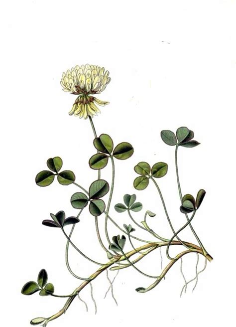 Scientific Drawing Of Clover Plant Scientific Drawing Clover Plant