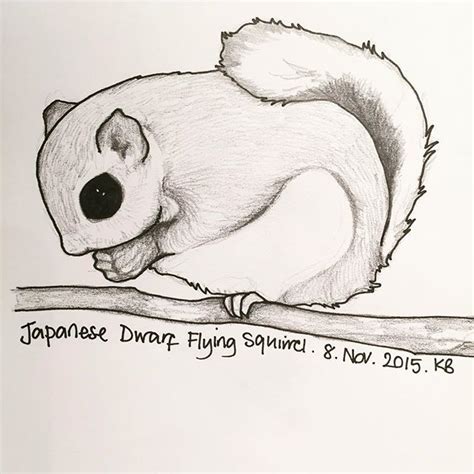 Cute Flying Squirrel Drawing
