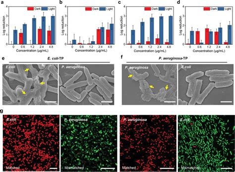 The Self‐selective Bacterial Photoinactivation Properties Of The Download Scientific Diagram