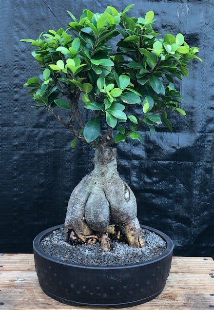 Ficus Bonsai