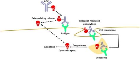 Auristatin E And Adc Creative Diagnostics
