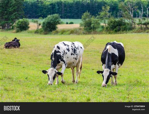 Pair Holstein Image And Photo Free Trial Bigstock