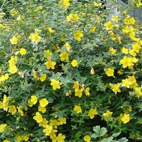 1 X Hypericum Hidcote Semi Evergreen Shrub Hardy Garden Plant In Pot