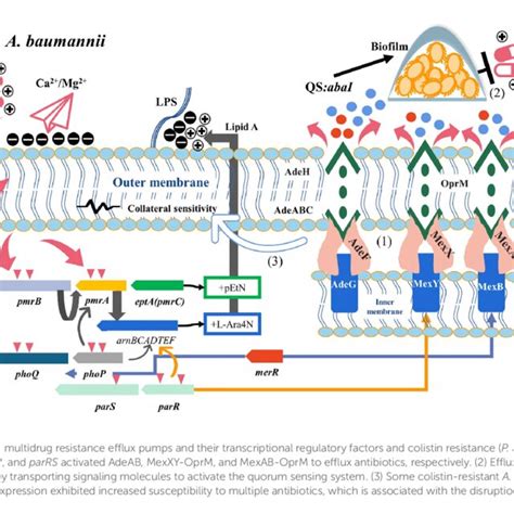Potential Relationship Between Multidrug Resistance Efflux Pumps And