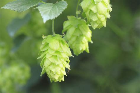 Do Hops Contain Cbd Experts Skeptical On Corporate Claims Global Ganja Report