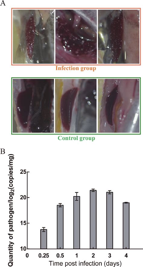 Pathology And Pathogen Load In Spleen Of L Crocea Infected By P Download Scientific Diagram