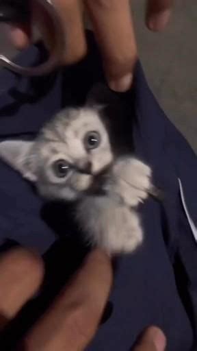 Aww So Cute [video]