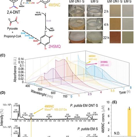 Toxic Effects Of 24‐dnt On Planktonic And Alginate‐encapsulated