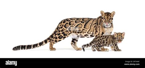 Clouded Leopard Mother And Cubs