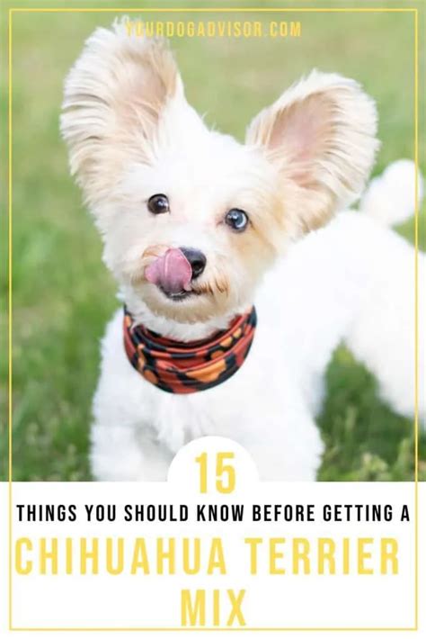 15 Things You Should Know Before Getting A Chihuahua Terrier Mix Your
