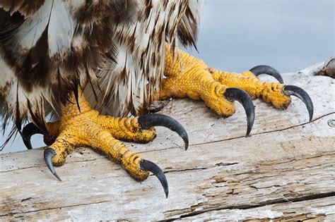 Talons On A Bird At Brenda Hansford Blog