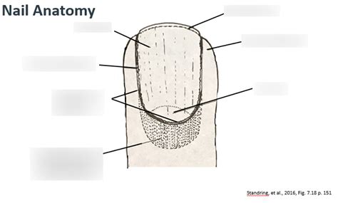 Nail Anatomy Lecture 5 Diagram Quizlet