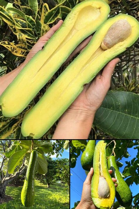 Long Neck Avocados Avocado Caribbean Islands Growing