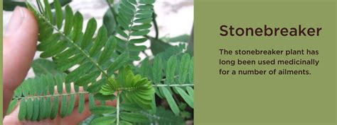 Stonebreaker Health Benefits Uses And Important Facts Potsandpans