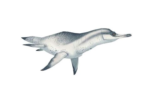 Johan Egerkrans Polycotylus 공룡