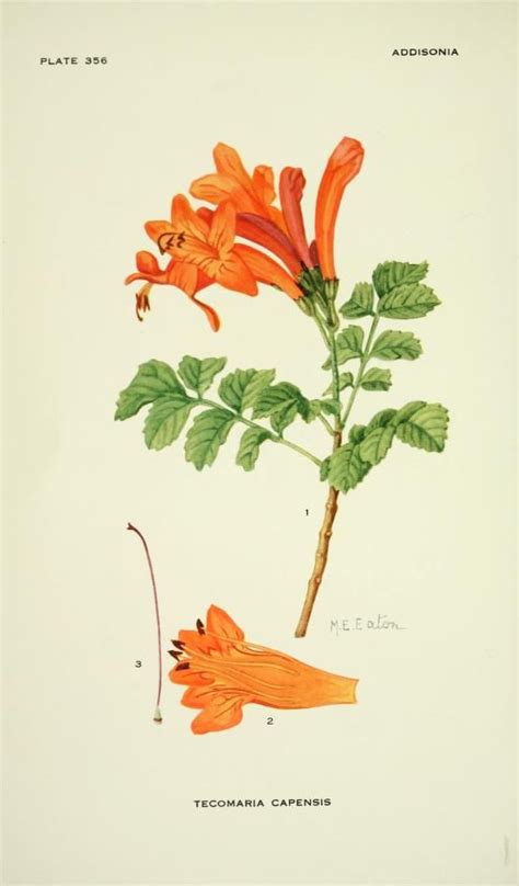 Turtlehead Botanical Poster Design With Snails