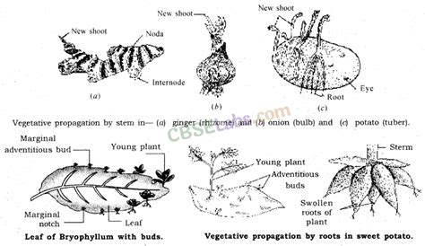 How Do Organisms Reproduce Class Notes Science Chapter Learn CBSE