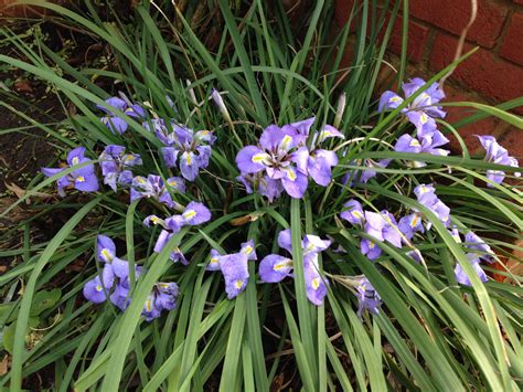 Winter Flowering Iris Unguicularis In January