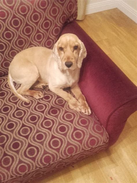 Max The Cocker Spaniel Needs A New Home Dawg