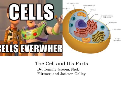 Cell Project Book 648797