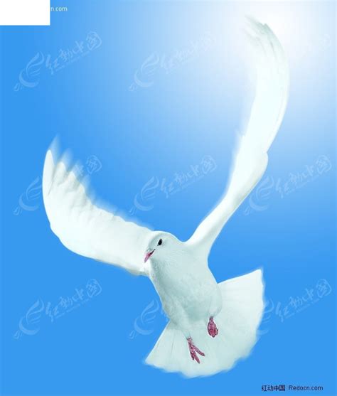 飞鸽psd图片素材免费下载 红动中国