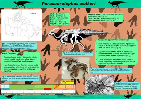 Parasaurolophus Walkeri James Ronan Palaeontologist