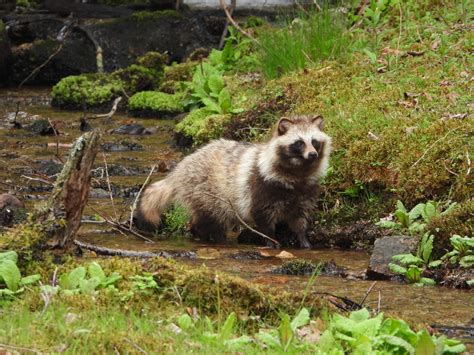 Japanese Raccoon Dog Habitat And Behavior Wildlife Of Japan