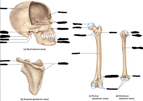 Human Anatomy Exam 2 Diagram Quizlet