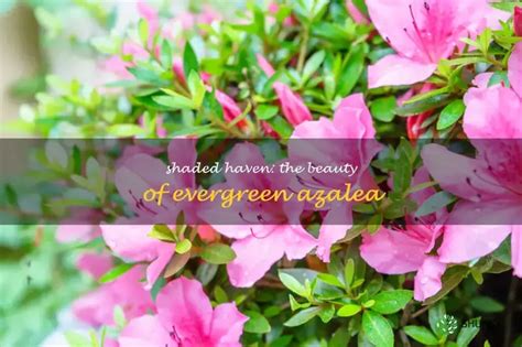 Shaded Haven The Beauty Of Evergreen Azalea Shuncy