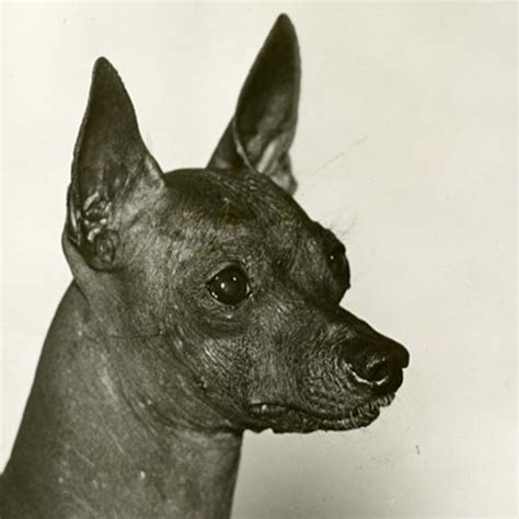 Xoloitzcuintli Dog Breed Information