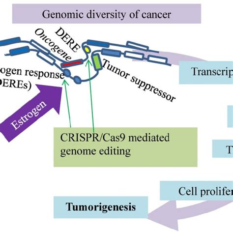 A Spatiotemporal Control Of Estrogen Responsive Transcription In Breast