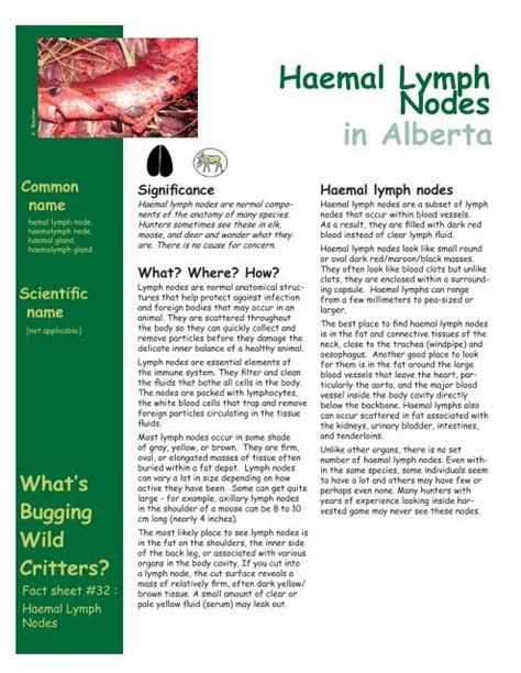 In Alberta Haemal Lymph Nodes
