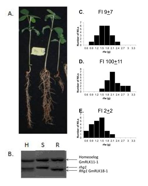 The Rhg1rfs2 Genomic Region Altered Root Development Panel A Soybean