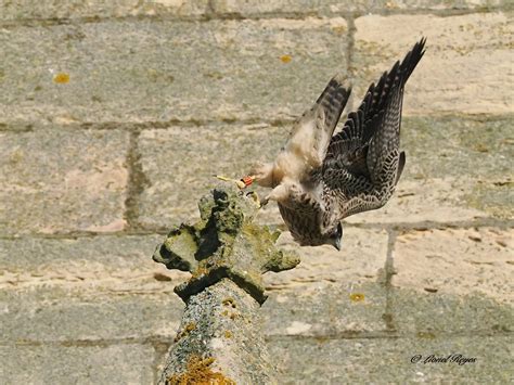 Peregrine Juv Lionel Reyes Flickr
