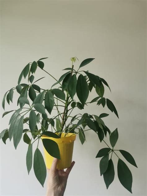 Šeflera Sobna Rastlina