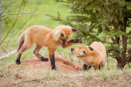 Red Fox Kits Playing Photo By Brittany Crossman — National Geographic