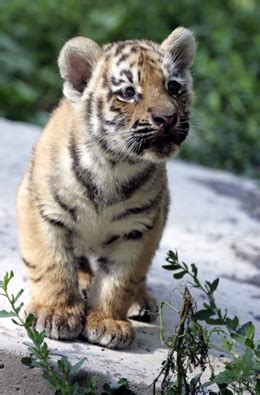 Siberian Tiger Facts Cubs Habitat Diet Adaptations Pictures