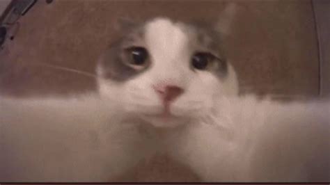  Video Of Cat Kissing The Camera