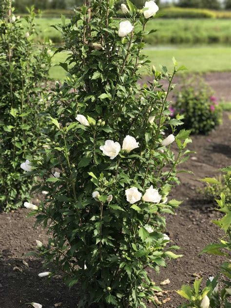 Hibiscus Syriacus White Pillar Lbegms
